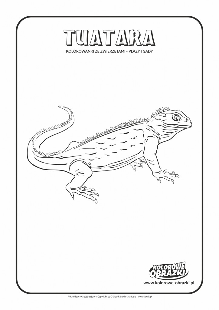 Kolorowanki dla dzieci Tuatara - Kolorowanki dla dzieci | Kolorowanki ...